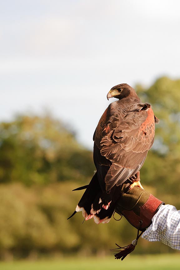 Falconry Experiences