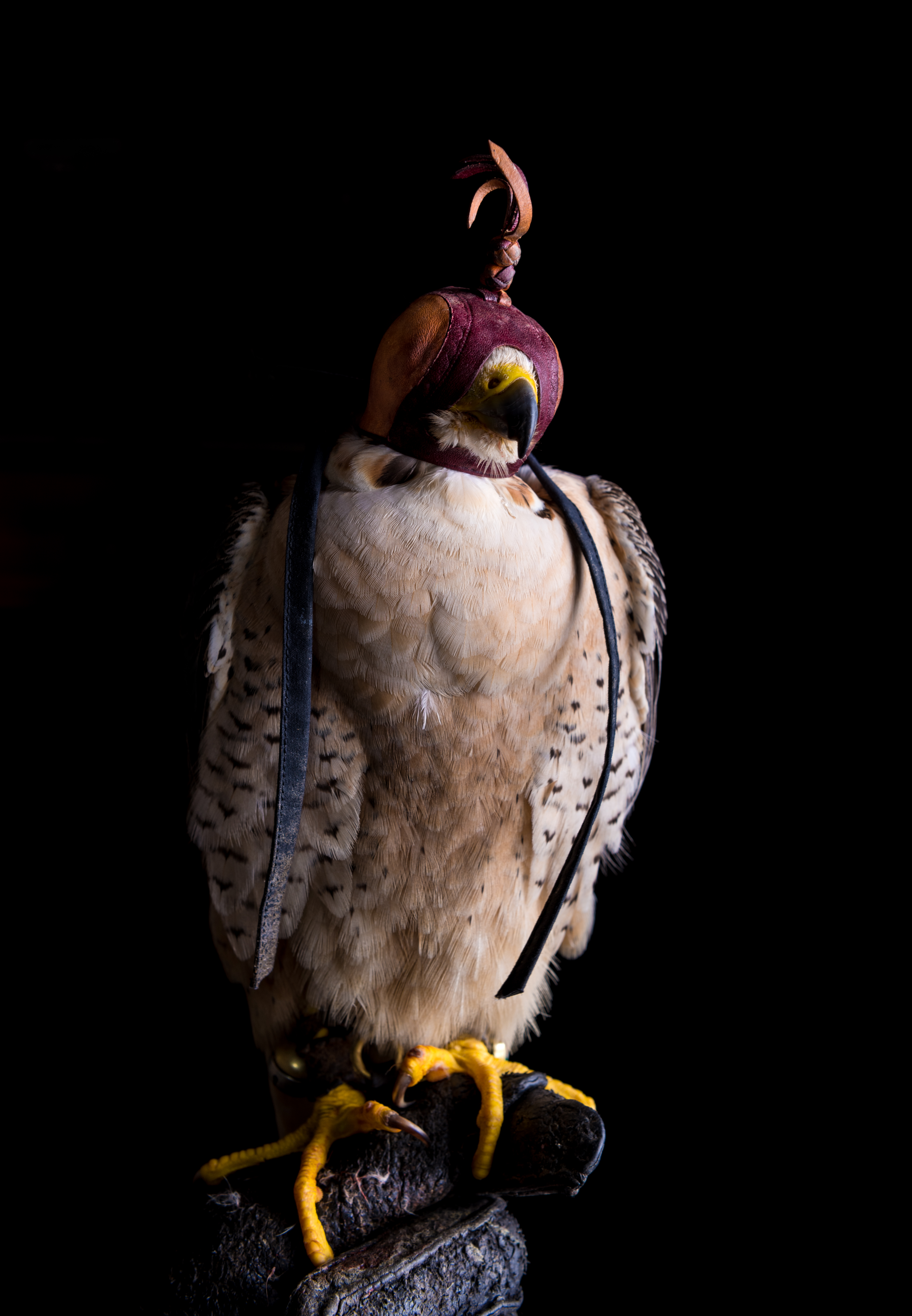 Falconry Experiences